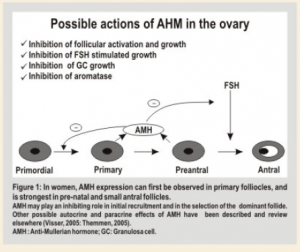 Anti-mullerian Hormone — A Marker For Ovarian Function