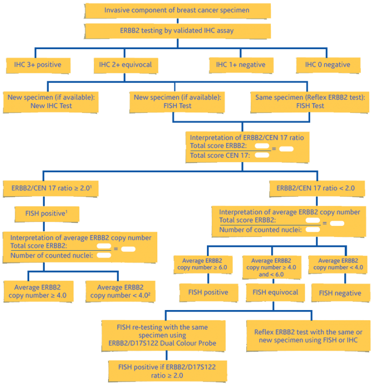 Fish-Equivocal HER2 (ERBB2) Amplification Test | Dr Lal PathLabs