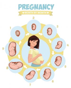 1st Trimester – Weeks, Development, Physical & Psychological Changes ...