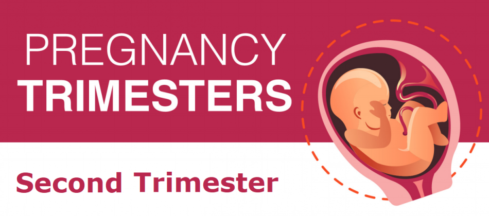 2nd Trimester - Weeks, Development, Physical & Psychological Changes ...