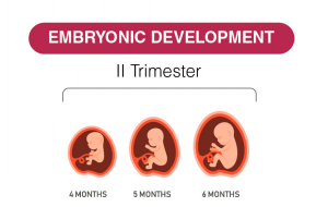 2nd Trimester - Weeks, Development, Physical & Psychological Changes ...