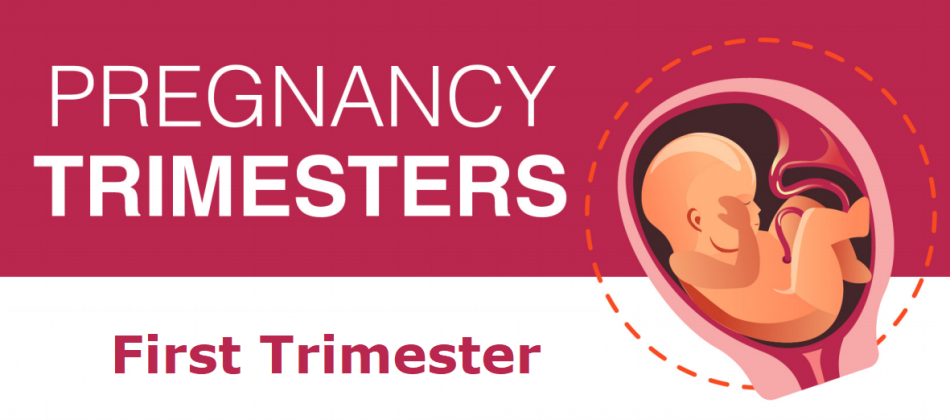 1st Trimester – Weeks, Development, Physical & Psychological Changes ...